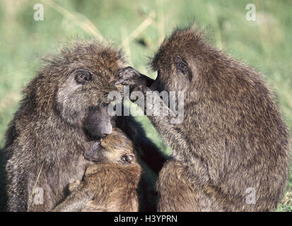 Anubispaviane, Papio anubis, females, young animal, pickaback, Africa ...
