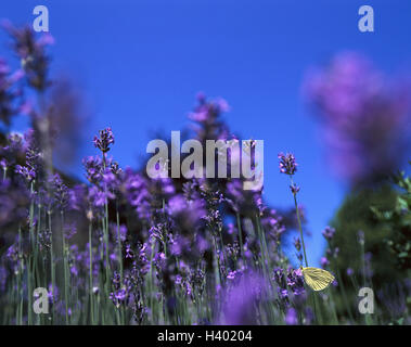 Switzerland, Basel scenery, lavender field, Lavandula spec., detail ...