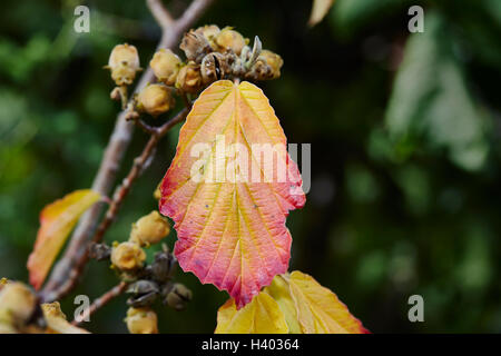 Witch hazel tree showing autumn color in its leaves with its fruit ...