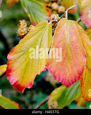 Witch hazel tree showing autumn color in its leaves with its fruit ...