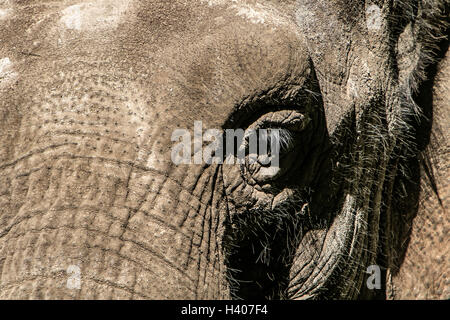 The face of a Asian elephant in closeup, Endangered animal specie from ...