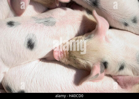 Stable, piglet, several, economy, agriculture, farm, pigsty, breeding ...
