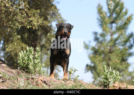 Jagdterrier / German Hunt Terrier (Canis lupus familiaris) in garden ...
