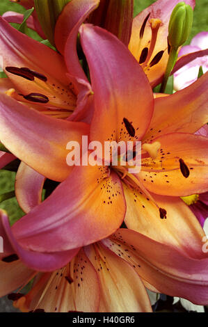 Lilies (Lilium) blossoms Stock Photo - Alamy