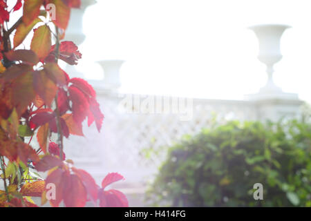 Vases and autumn trees in Tsaritsyn Pavilion, Peterhof, Russia Stock ...