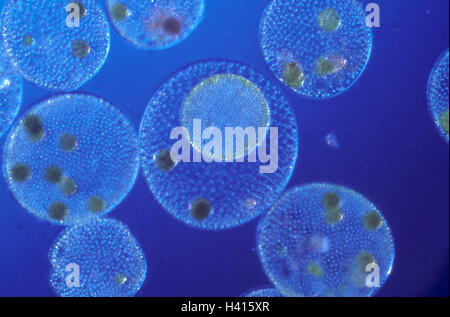 alga (Volvox aureus Stock Photo - Alamy