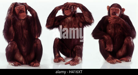 Three monkeys, see nothing, say nothing, hear nothing Stock Photo - Alamy