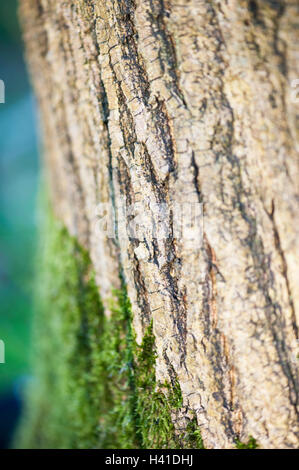 natural texture - mossy and gnarly bark on old trunk of birch tree ...