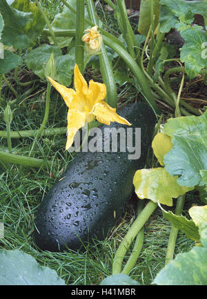 Blossom of courgette plant (Cucurbita pepo Stock Photo - Alamy
