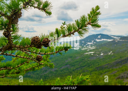 Close up of pine cones resting on green grass outdoors. Natural forest ...