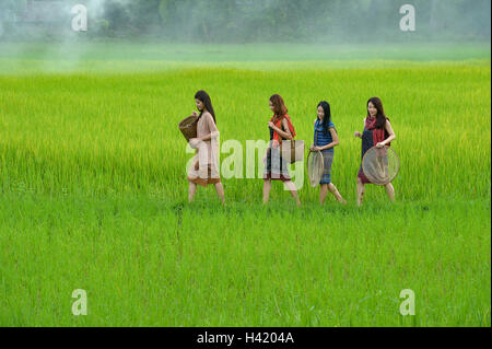 Four women walking through a rice field, Thailand Stock Photo - Alamy