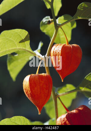 Lampion flower Lampion plant Physalis franchetii, Lampion flower ...