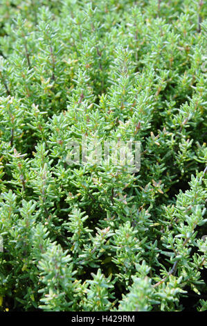 A thyme Thymus vulgaris plant with small green leaves and purple ...
