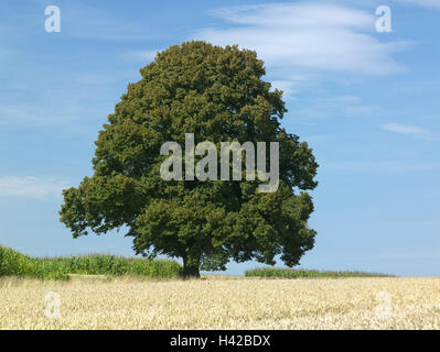 Winter lime-tree, Tilia cordata, unmarked, heaven, blue, clouds, acres ...