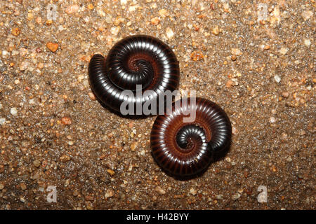 Thousend-legged worms (Archispirostreptus gigas), single individual ...