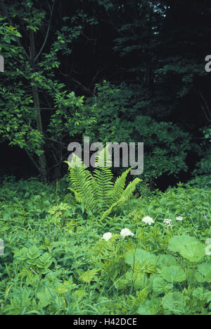 Wood, ferns, Austria, Salzkammergut, high stone alp, fern, flora ...