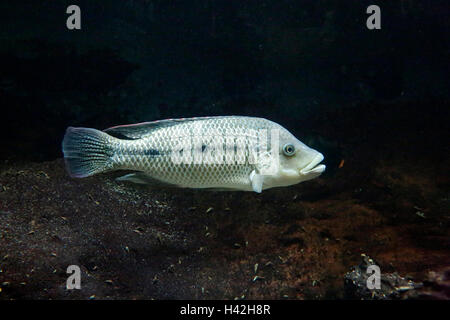 Three-spotted tilapia (Oreochromis andersonii), AKA: threespot tilapia ...