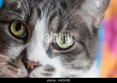 Horizontal shot of a beautiful grey and white fluffy British Longhair ...