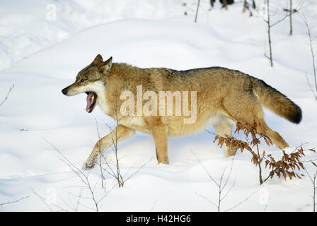 Enclosures, grey wolf, Canis lupus, prey, eat, detail, winter, animal ...