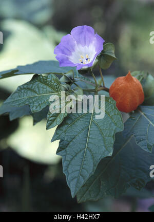 Lampion flower Lampion plant Physalis franchetii, Lampion flower ...