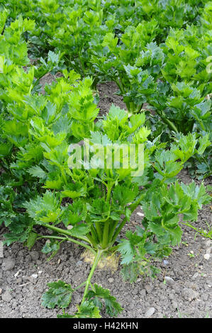 Celeriac, Apium graveolens var. rapaceum, Monarch, stem weeding around ...