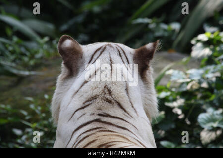Back view of a Bengal tiger (Panthera tigris tigris) lying down in ...