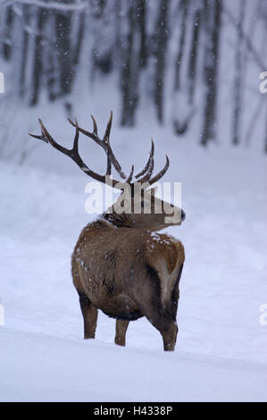 Red deer, snowfall, winter, Cervus elaphus Stock Photo - Alamy