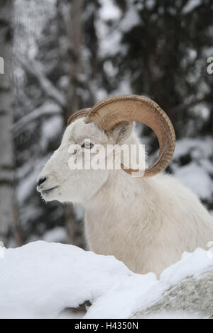 Dall sheep in snow Stock Photo - Alamy
