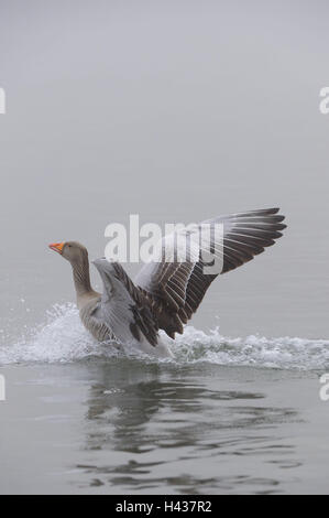 greylag goose, greylag gooses Stock Photo - Alamy