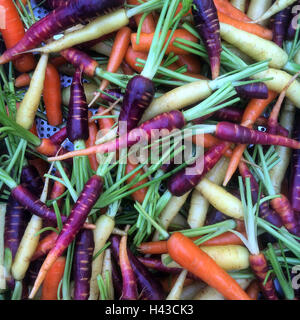 Multi coloured carrots Stock Photo - Alamy