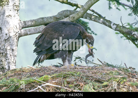 Stone eagles, young animal, side view, sit, plumage care, eyrie, Mau ...