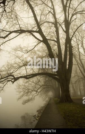 Winter fog mood at Lake Constance in Moos, Baden-Wuerttemberg, Germany ...