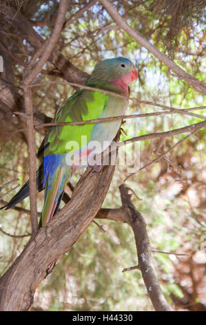 a pink and green Princess of Wales Parakeet (Polytelis alexandrae ...