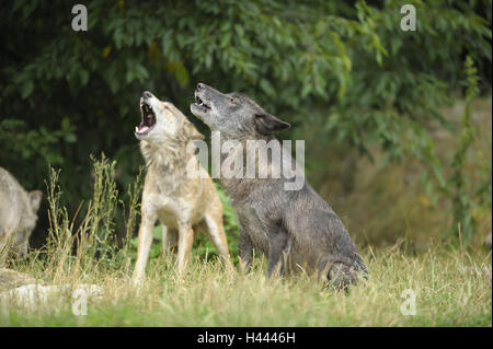 Wolves, Canis lupus, puppy with Old animal, play Stock Photo - Alamy