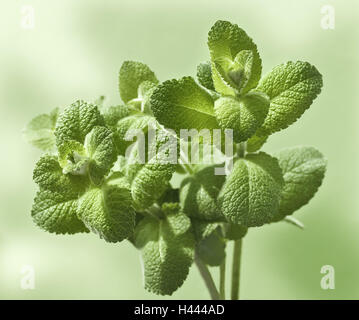 Apple mint (Mentha suaveolens), Lamiaceae Stock Photo - Alamy