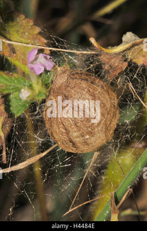 Wasp's pin, zebra spider, silk cord pin, female, network, zigzag sample ...