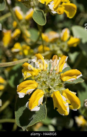 Shrub-fire herb, Phlomis fruticosa, blossoms, medium close-up, flower ...