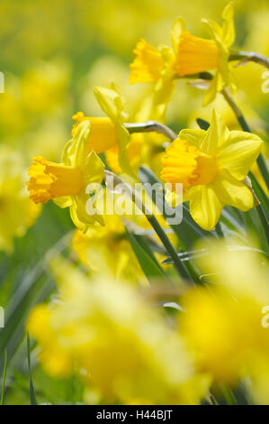 Daffodils - Narcissus Stock Photo - Alamy