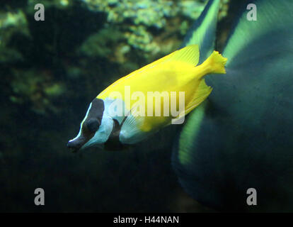 Foxface rabbitfish (Siganus vulpinus), native to the Indian & Pacific ...