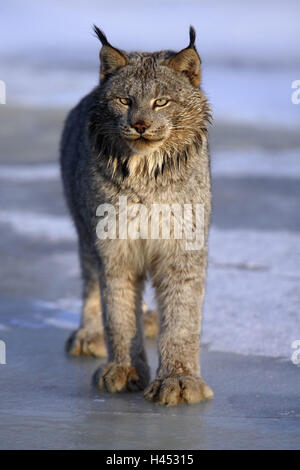 Canadian lynx, Lynx canadensis, snow, go Stock Photo - Alamy