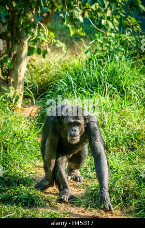 a Gorilla Monkey at the Mysore Zoo in the city of Mysore in the ...