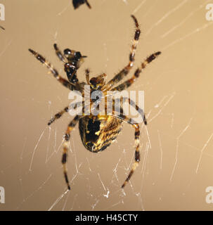 Spinning network, garden spider, Araneus diadematus, side view, animals ...
