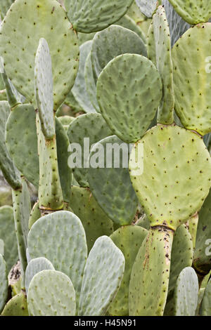Cactus in Namibia Stock Photo - Alamy