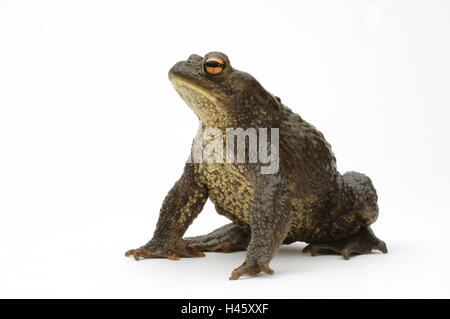 Toad, bufo bufo, earth toad Stock Photo - Alamy