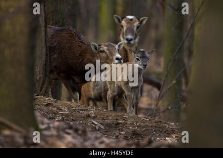 Young Mouflon in the forest Stock Photo - Alamy