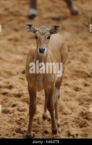 Africa, young animal, Eland (Taurotragus oryx), Gauteng Province ...