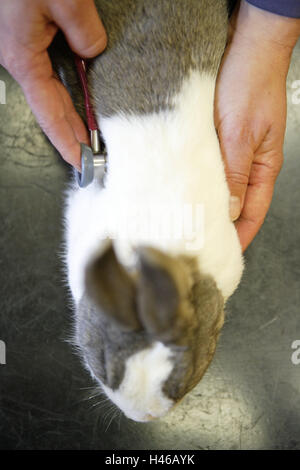 Veterinarian, rabbit, examination, practise, veterinarian's practise ...