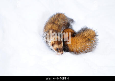 European polecats, Mustela putorius, snow, side view, standing Stock ...