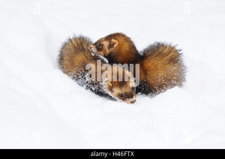 European polecats, Mustela putorius, snow, side view, standing Stock ...