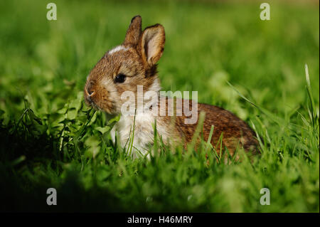 House rabbits, young animal, meadow, head-on, sit Stock Photo - Alamy